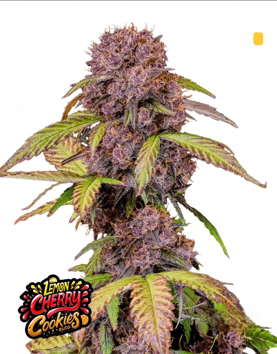 Lemon Cherry Cookies Auto Fem- fastbuds 420