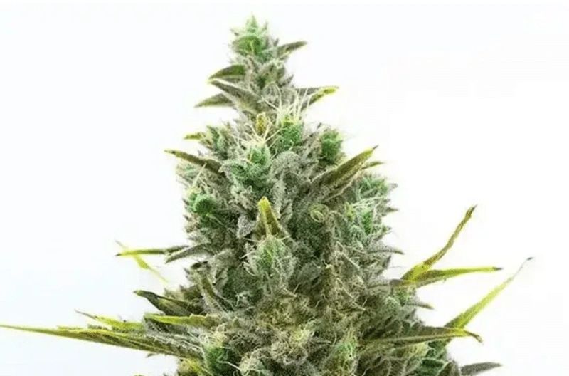 Wedding Cake Auto