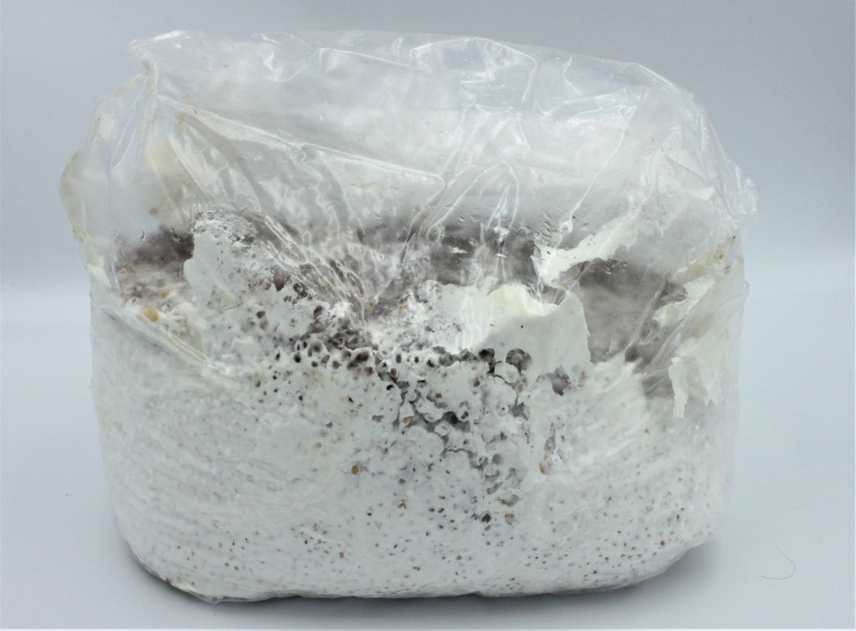 5lb Bag of Colonized G1 Grain Spawn