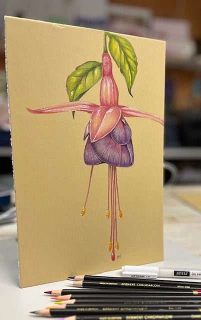 Fabulous Fuchsia Study in Coloured Pencil