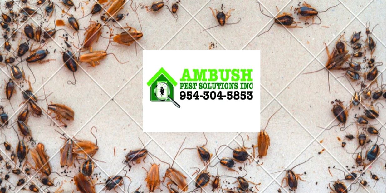 Pest Control Services - Ambush Pest Solutions, Inc