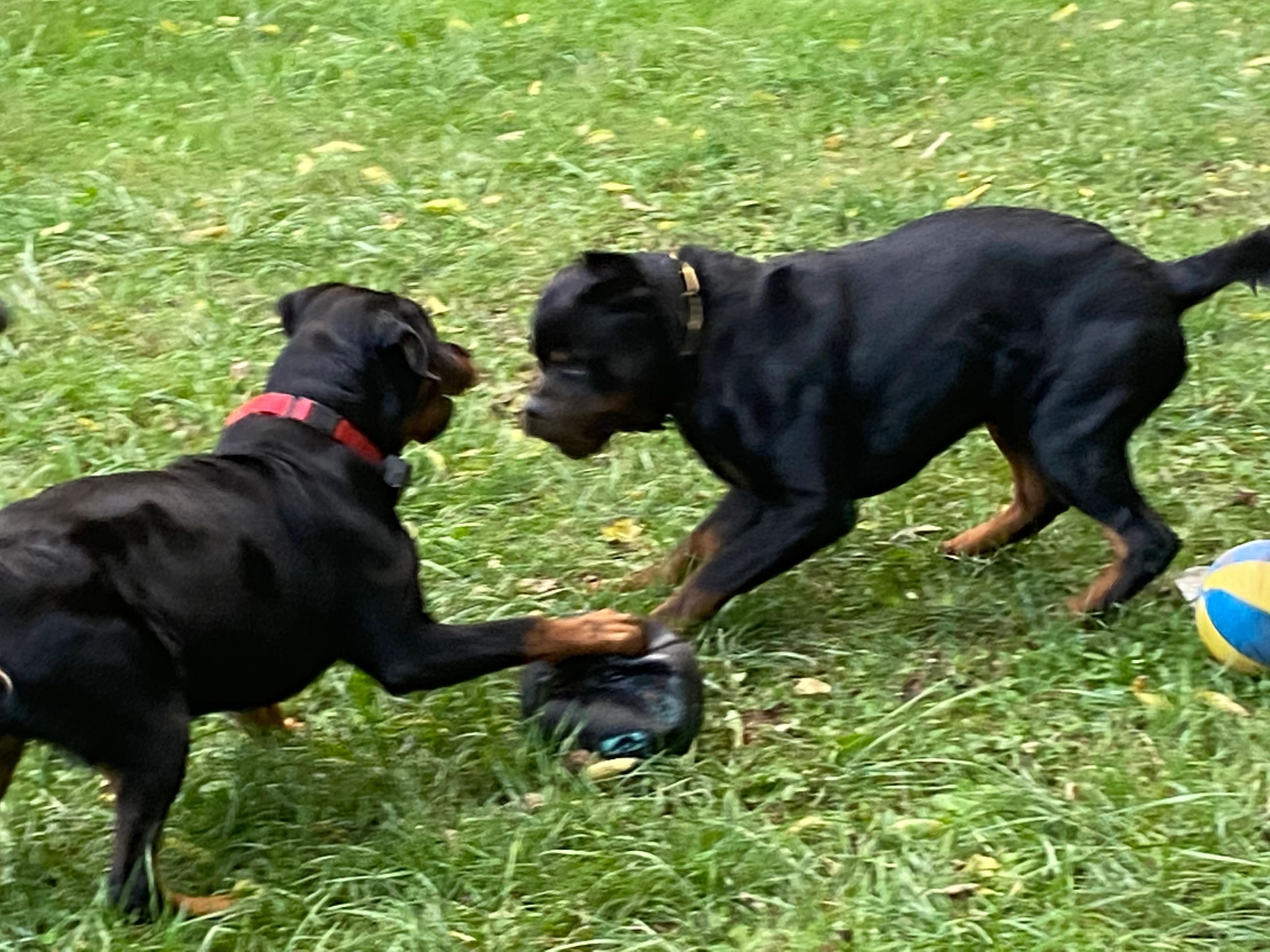 Aaron and Raychel’s Rottweilers