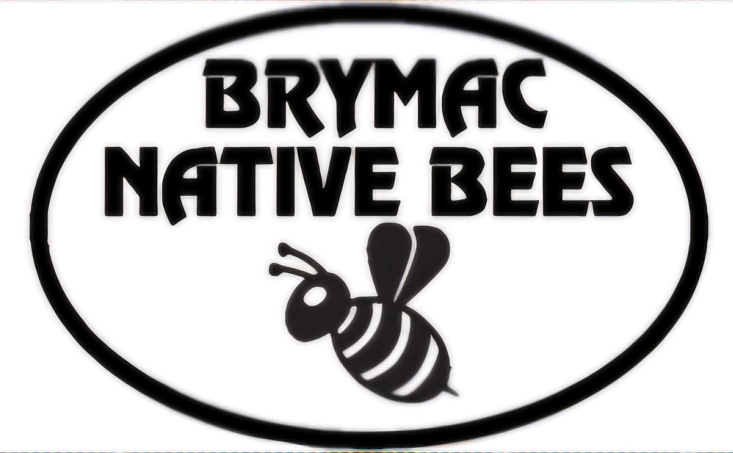 Small Native Bees: Discover the wonders of these tiny pollinators