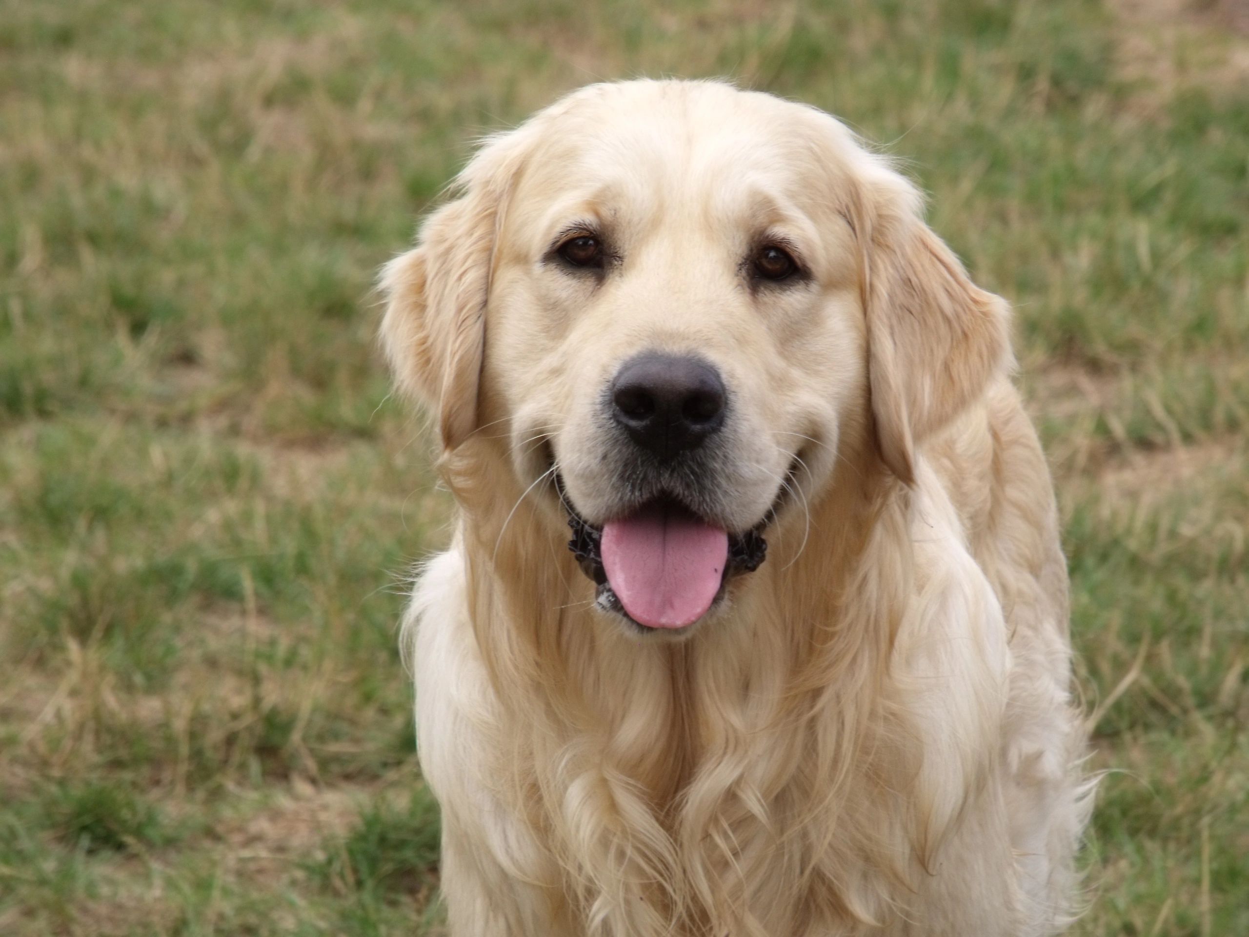Show Golden Retriever