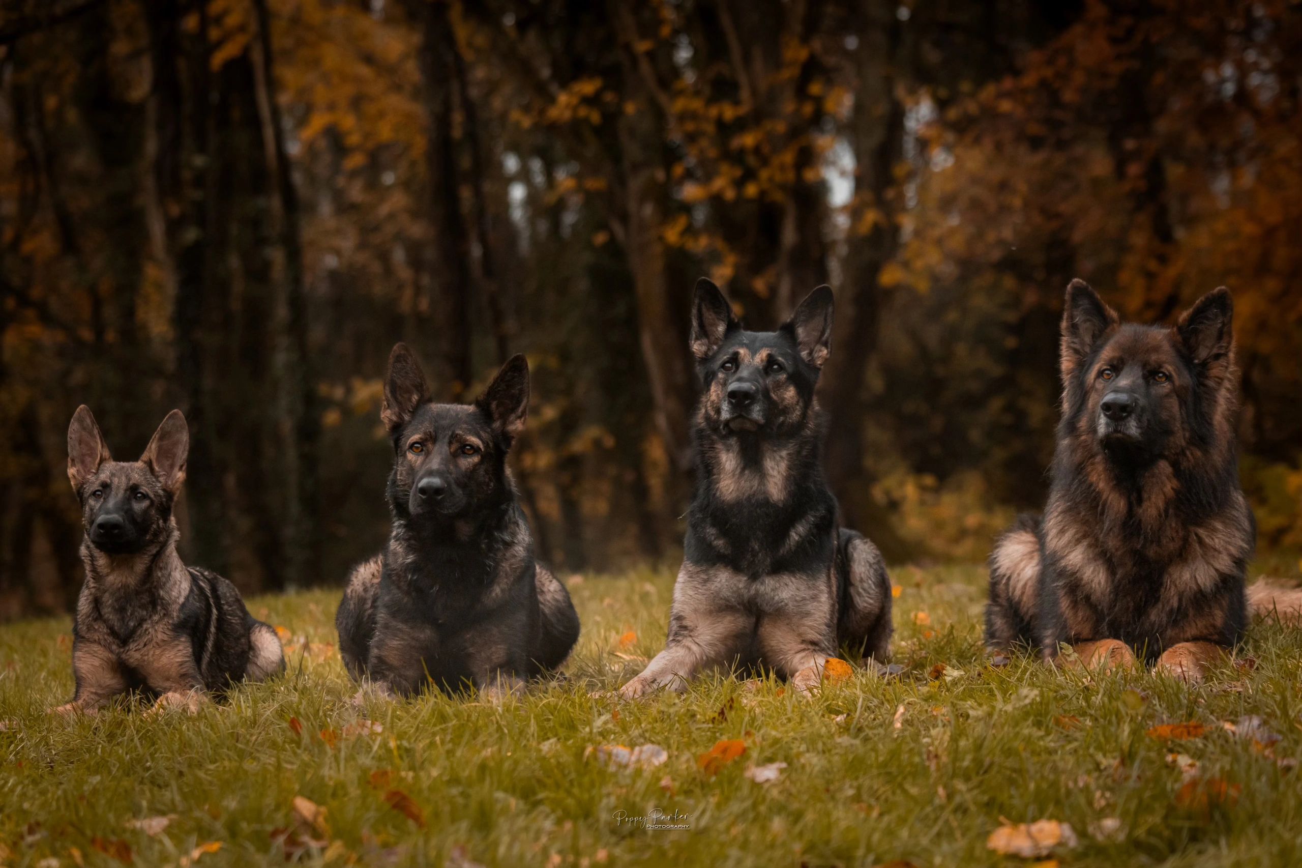 Working German Shepherd Breeder - Azura Canine