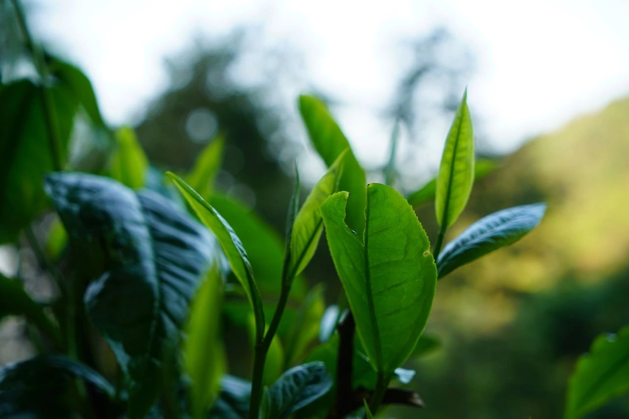 Our Tea | Tea forest project