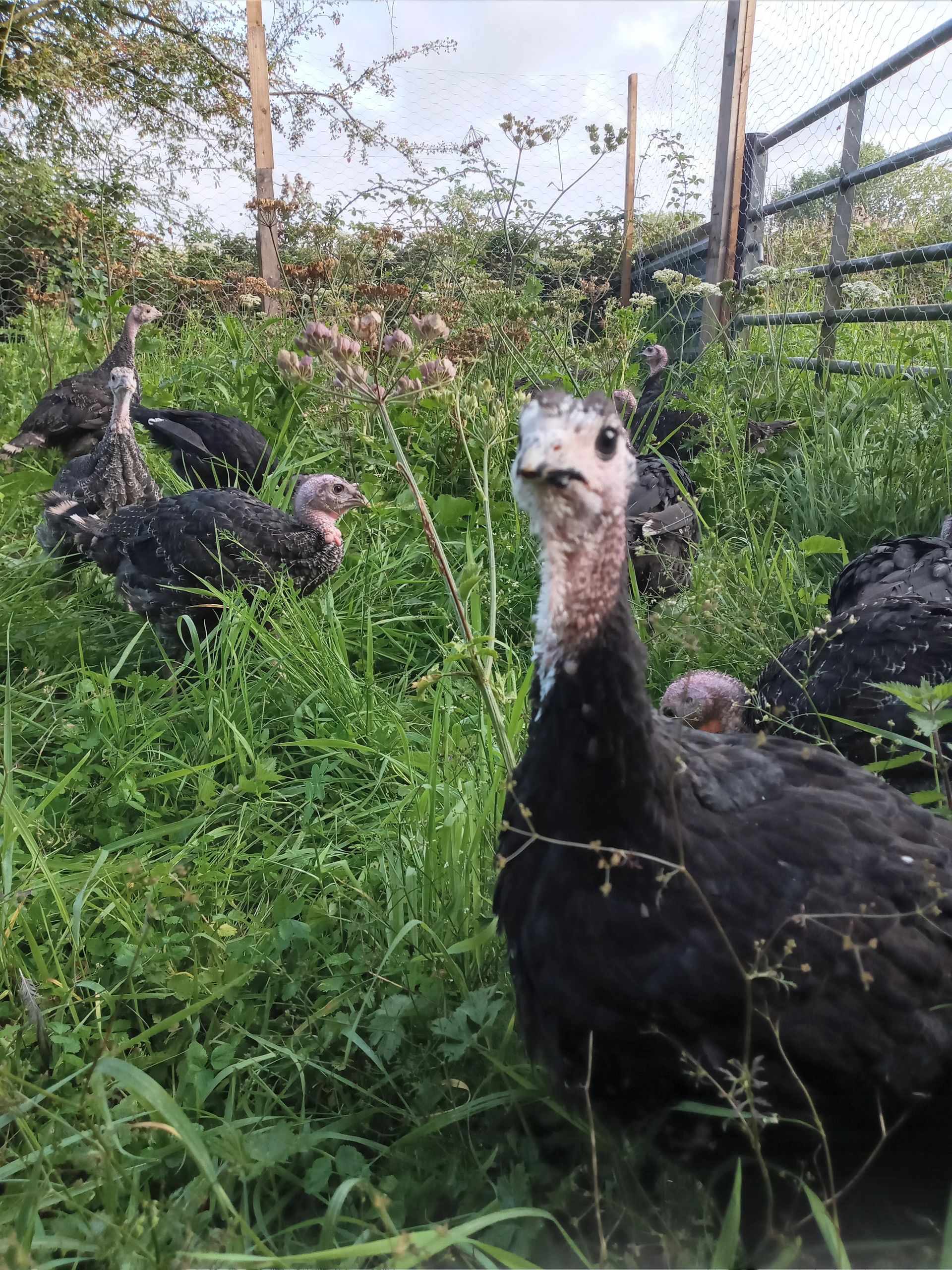 Joe's farm