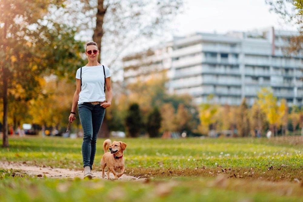 Breed-Specific Walking Tips: What Every Dog Owner Should Know