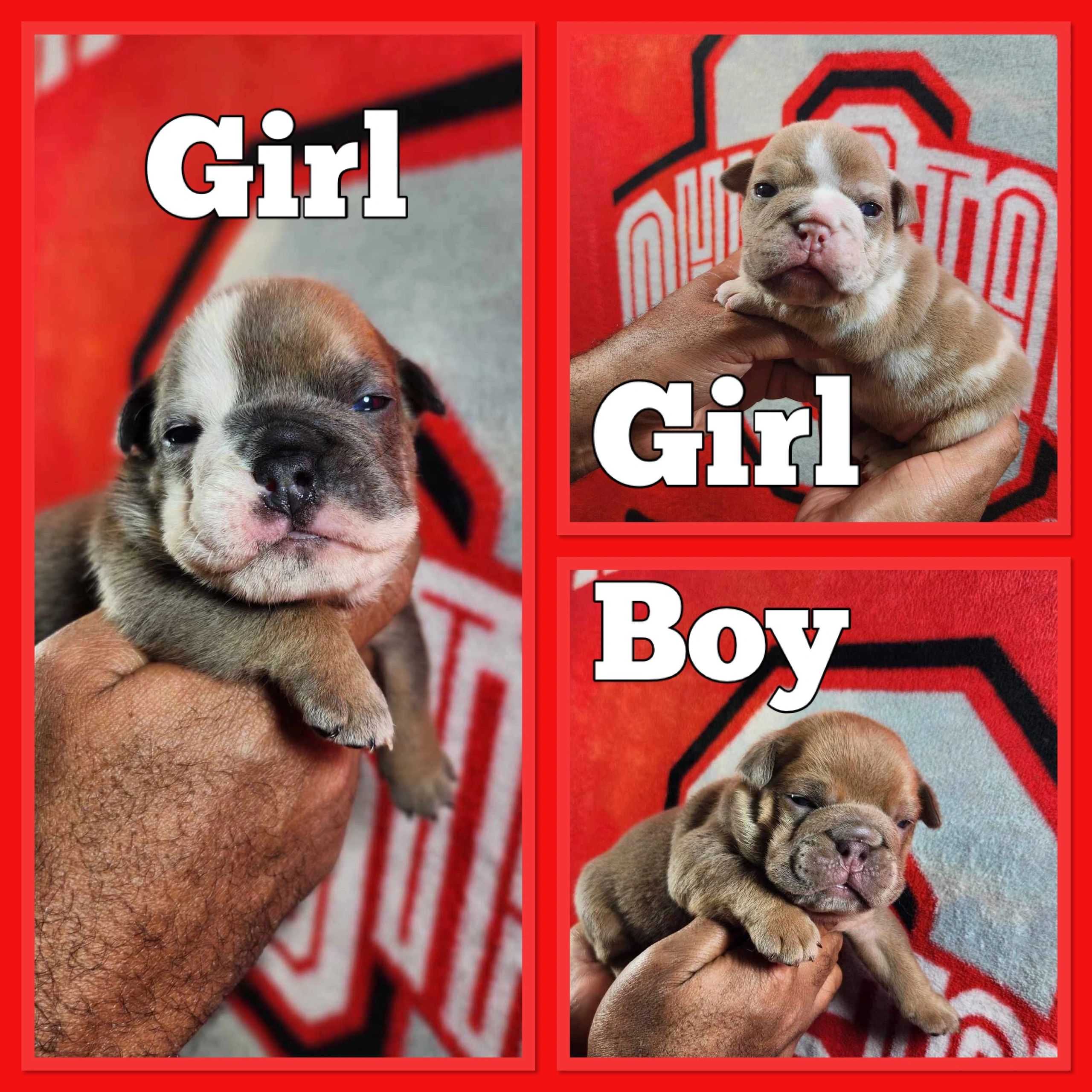 Home [fergusonbulldogs.com]