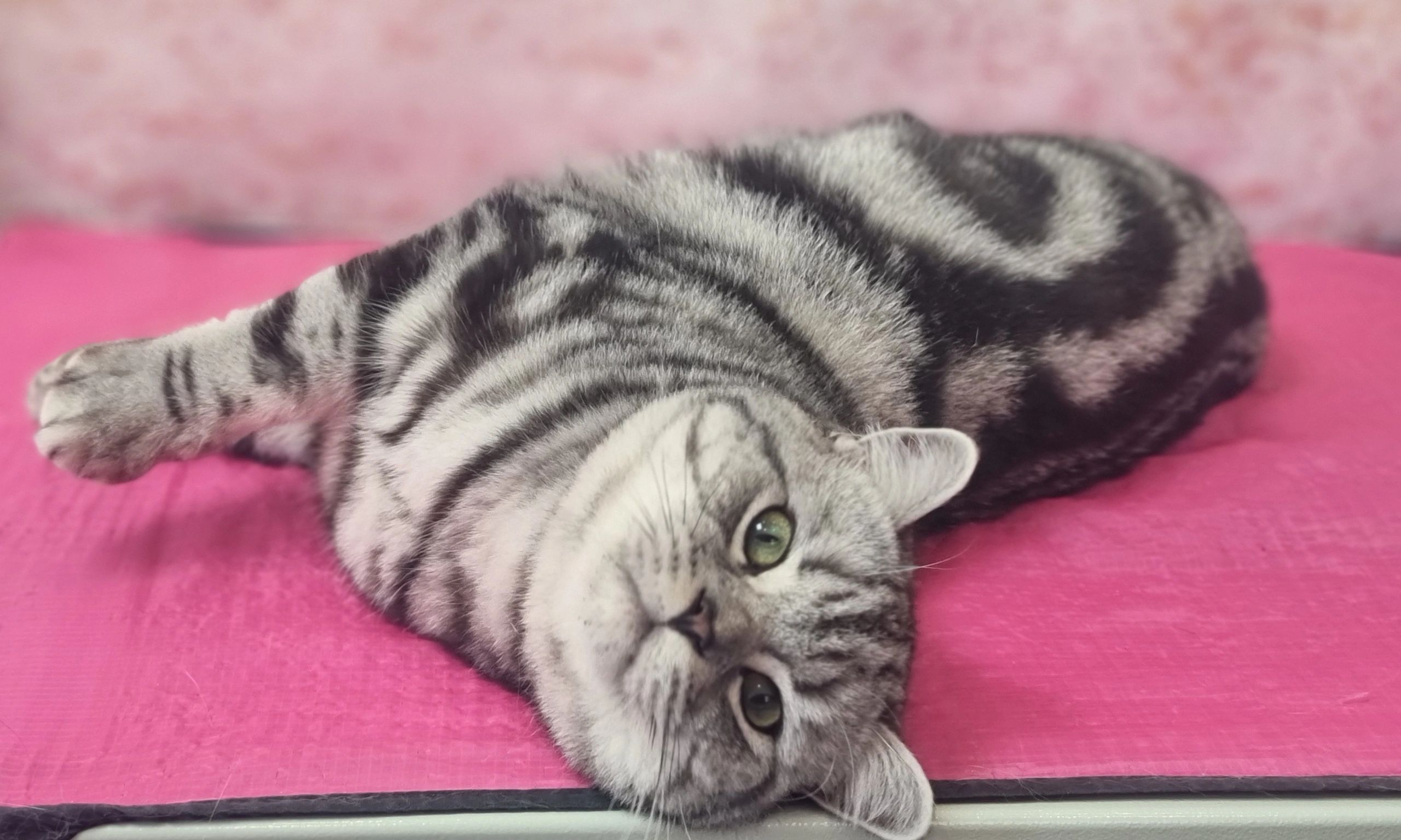 Coventry cat groomers - Cat Grooming Cat Bath Deshed, Cat Bath