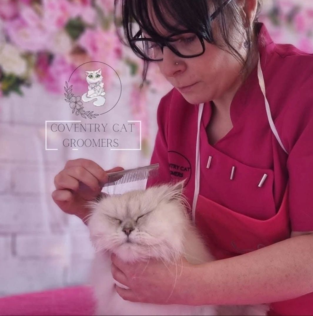 Coventry cat groomers - Cat Grooming Cat Bath Deshed, Cat Bath