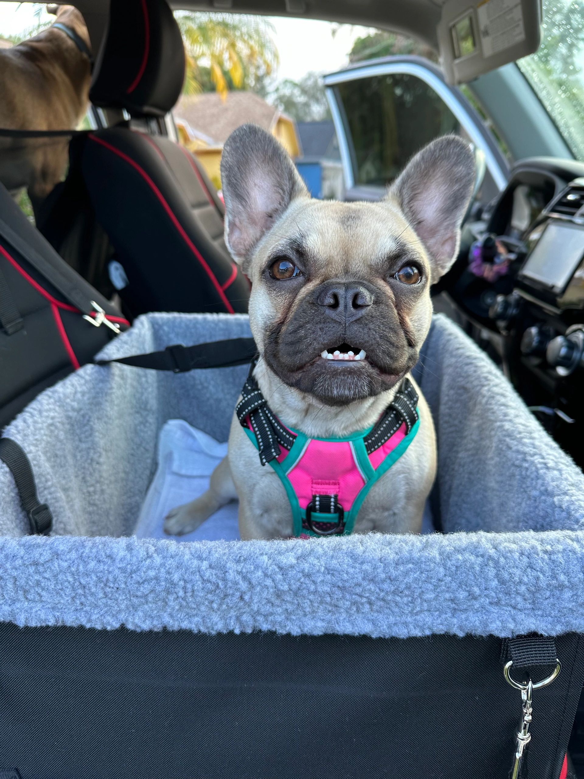 Addressing Itchy Skin in French Bulldogs: Causes and Solutions