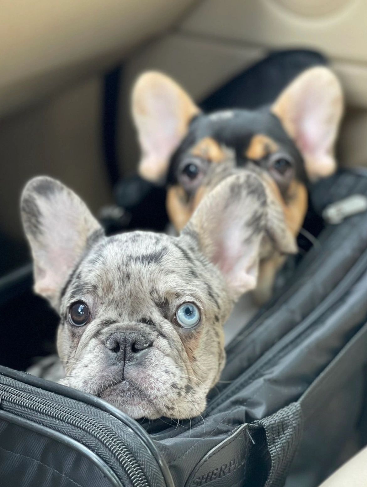 Understanding Skin Allergies in French Bulldogs