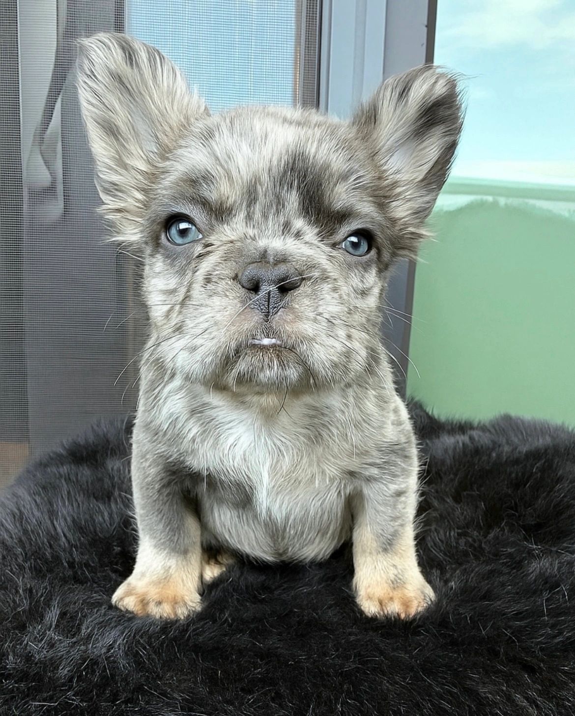 What Is a Micro French Bulldog? Size, Cost, and Health Explained