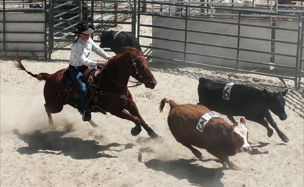 Westside Team Penning