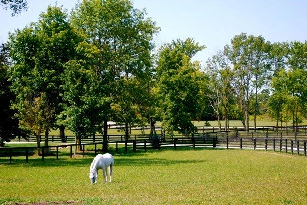 Farm Directory | Indiana Arabian Horse Club