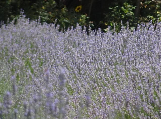 Michele Shepherd Therapy - Mental Health Therapy, Well Being