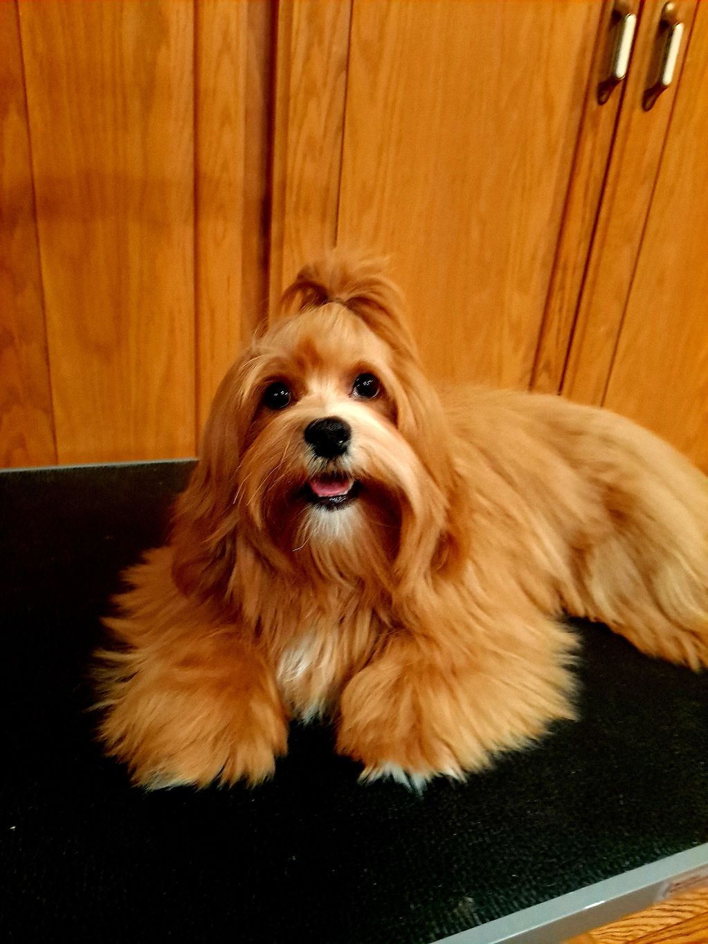 Havanese Puppies - CUPIDS HAVANESE