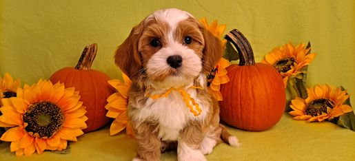 RED HAVANESE PUPPIES