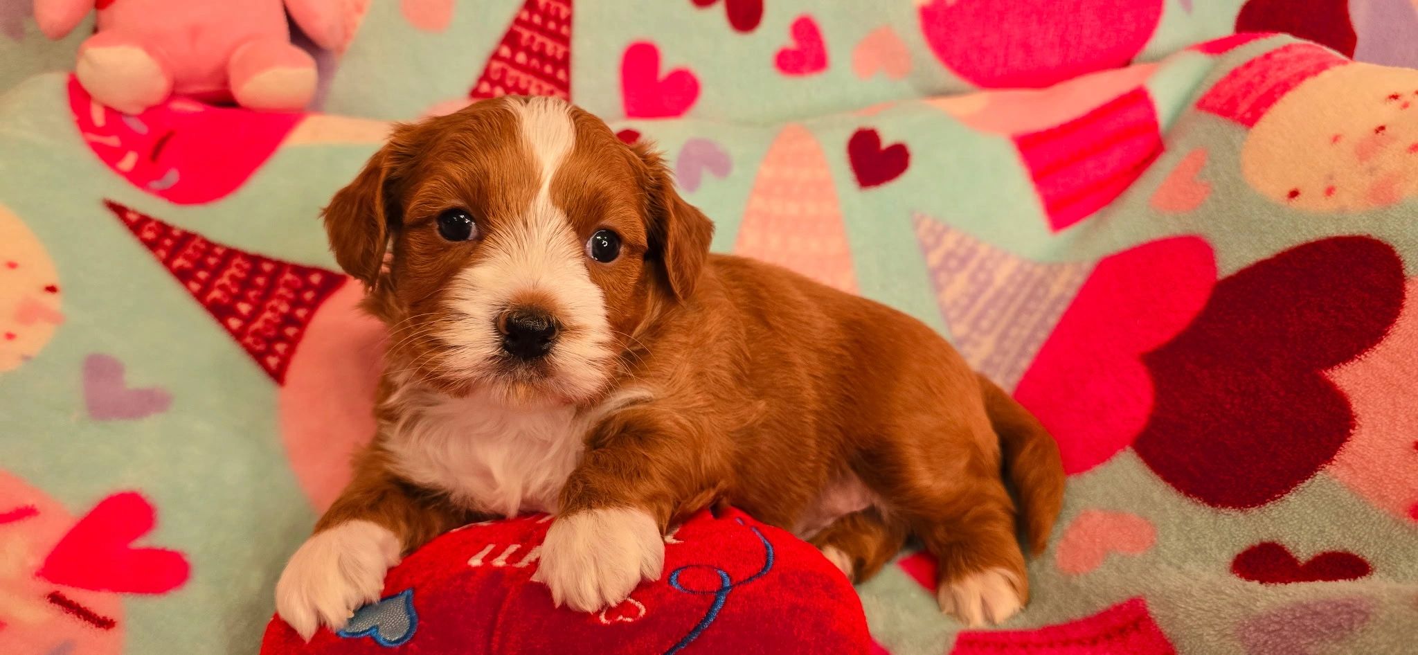 HOME [cupidshavanese.com]