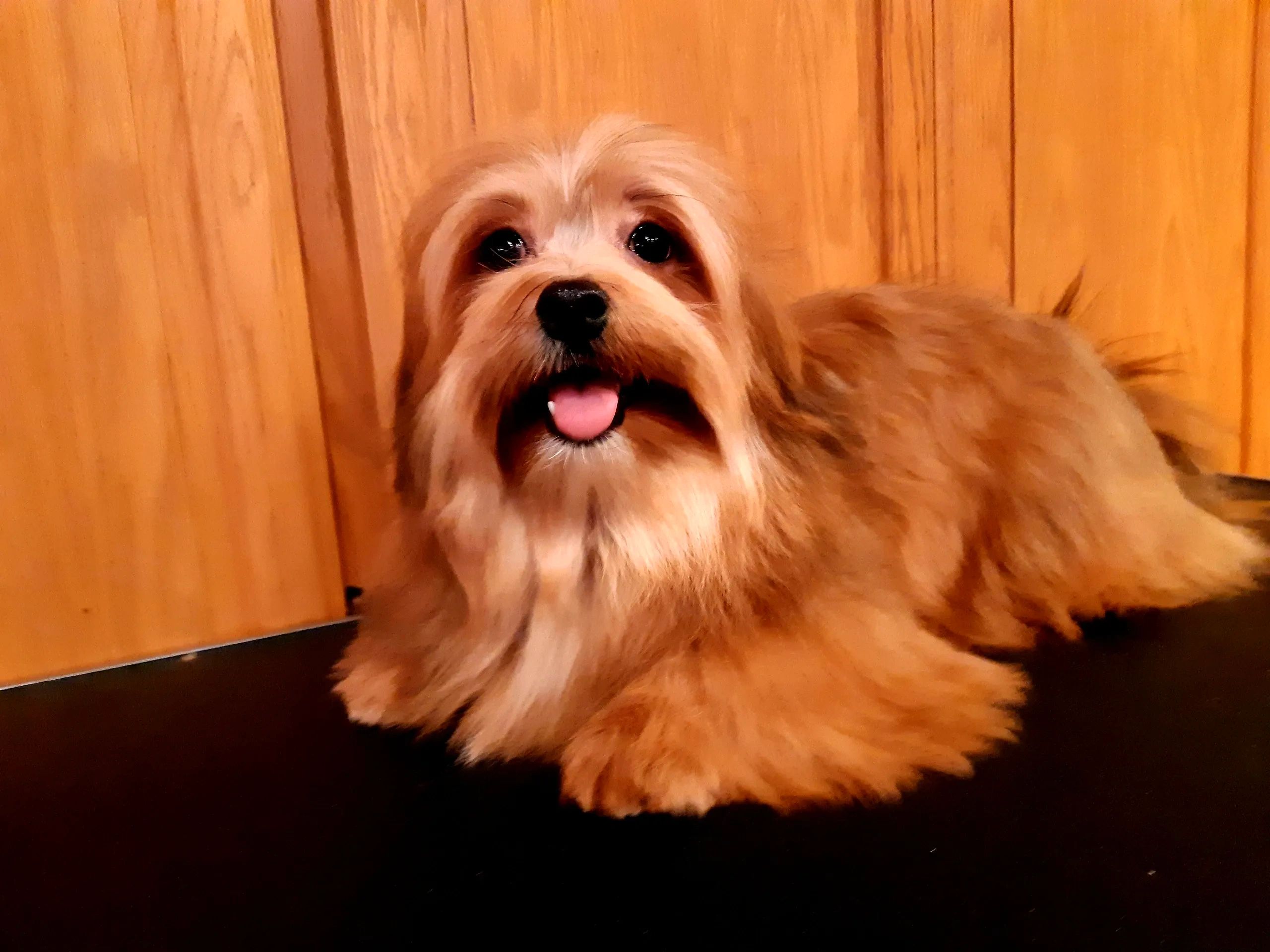 HOME [cupidshavanese.com]