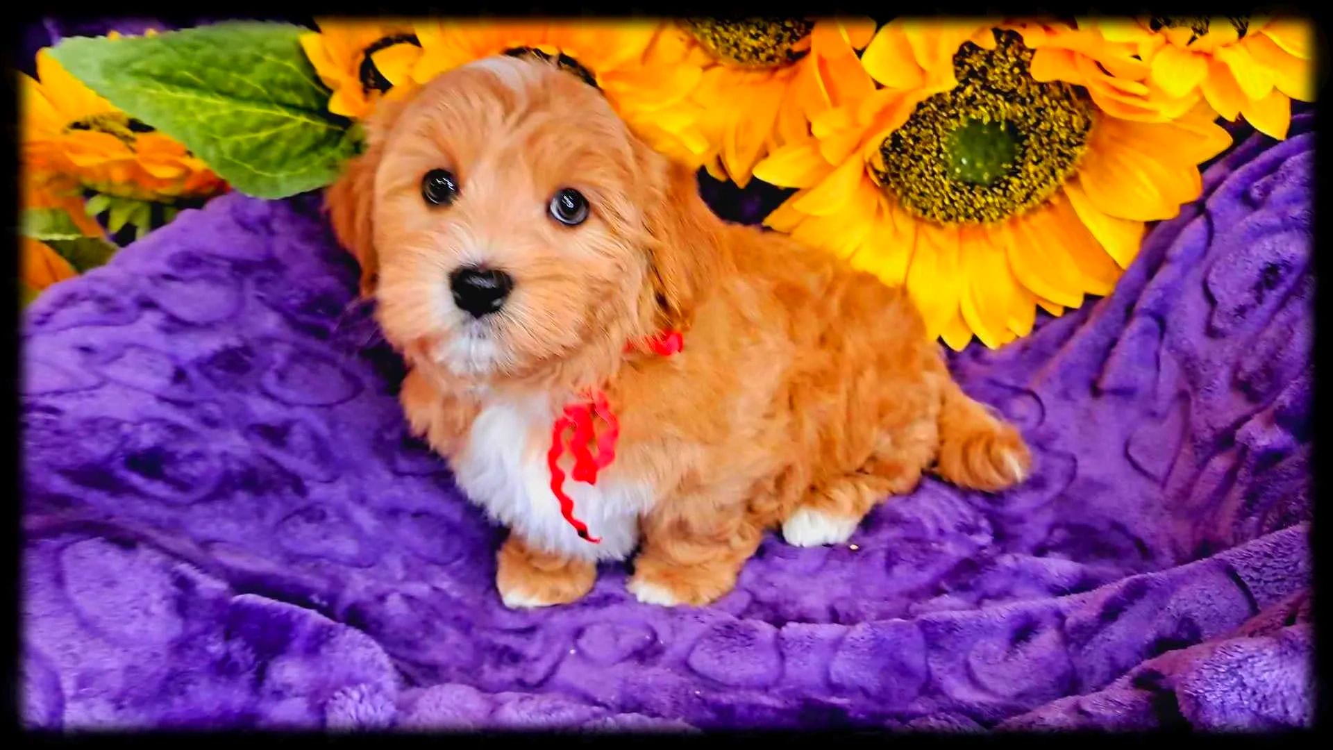 HOME [cupidshavanese.com]