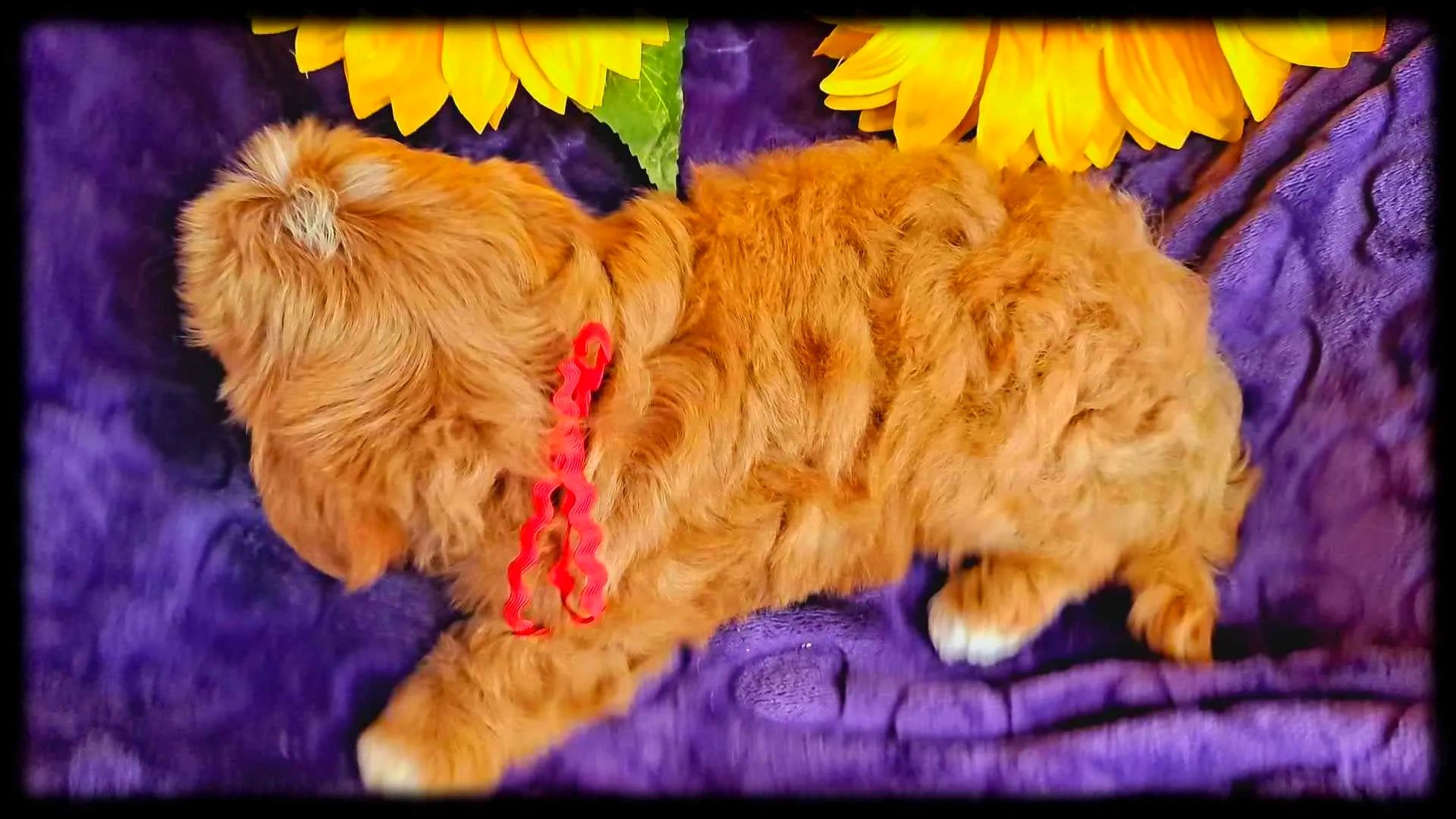 HOME [cupidshavanese.com]