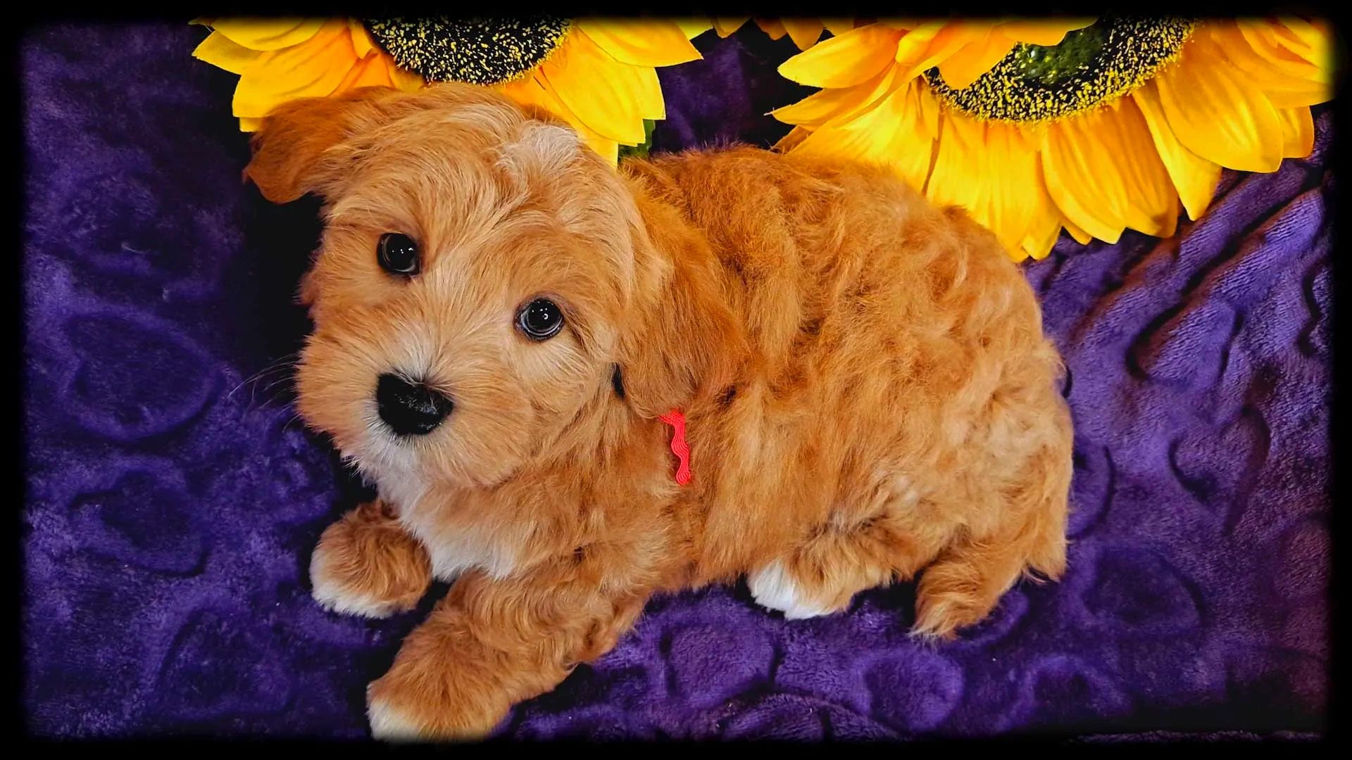 HOME [cupidshavanese.com]