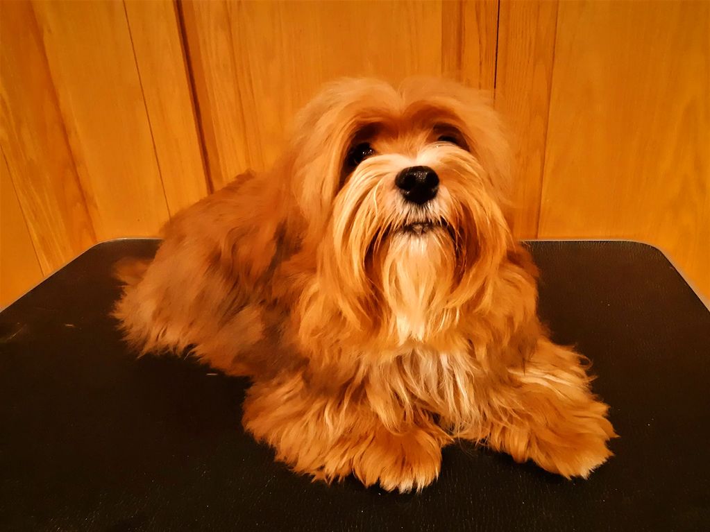 RED HAVANESE PUPPIES