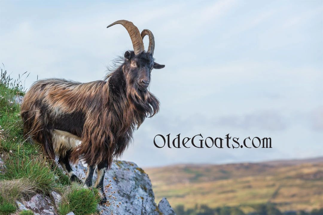 Olde Goats - Contest to Win Prizes, Enter to Win Contests, Online Contest