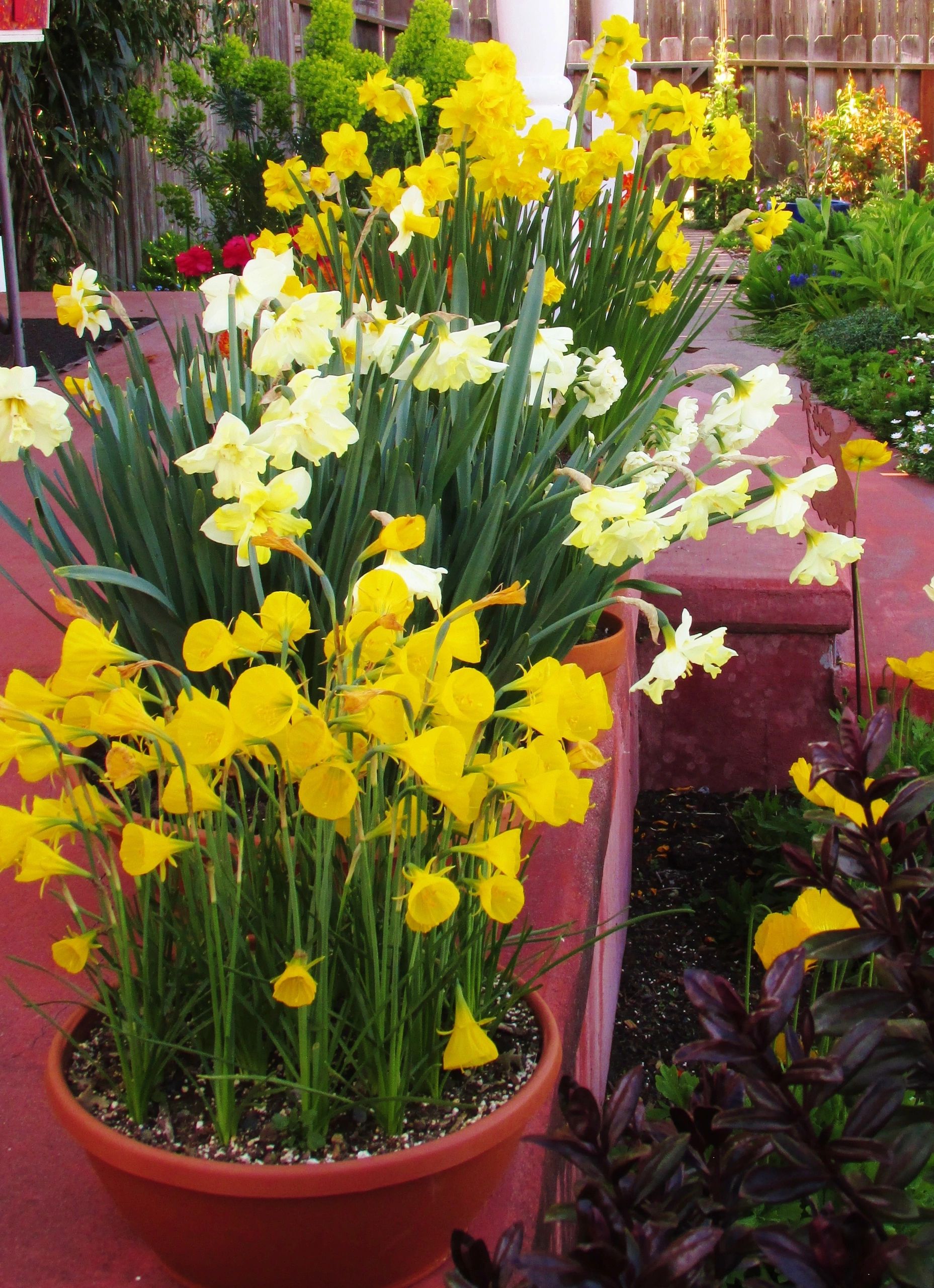 It’s Time to Buy Bulbs for Spring Flowers
