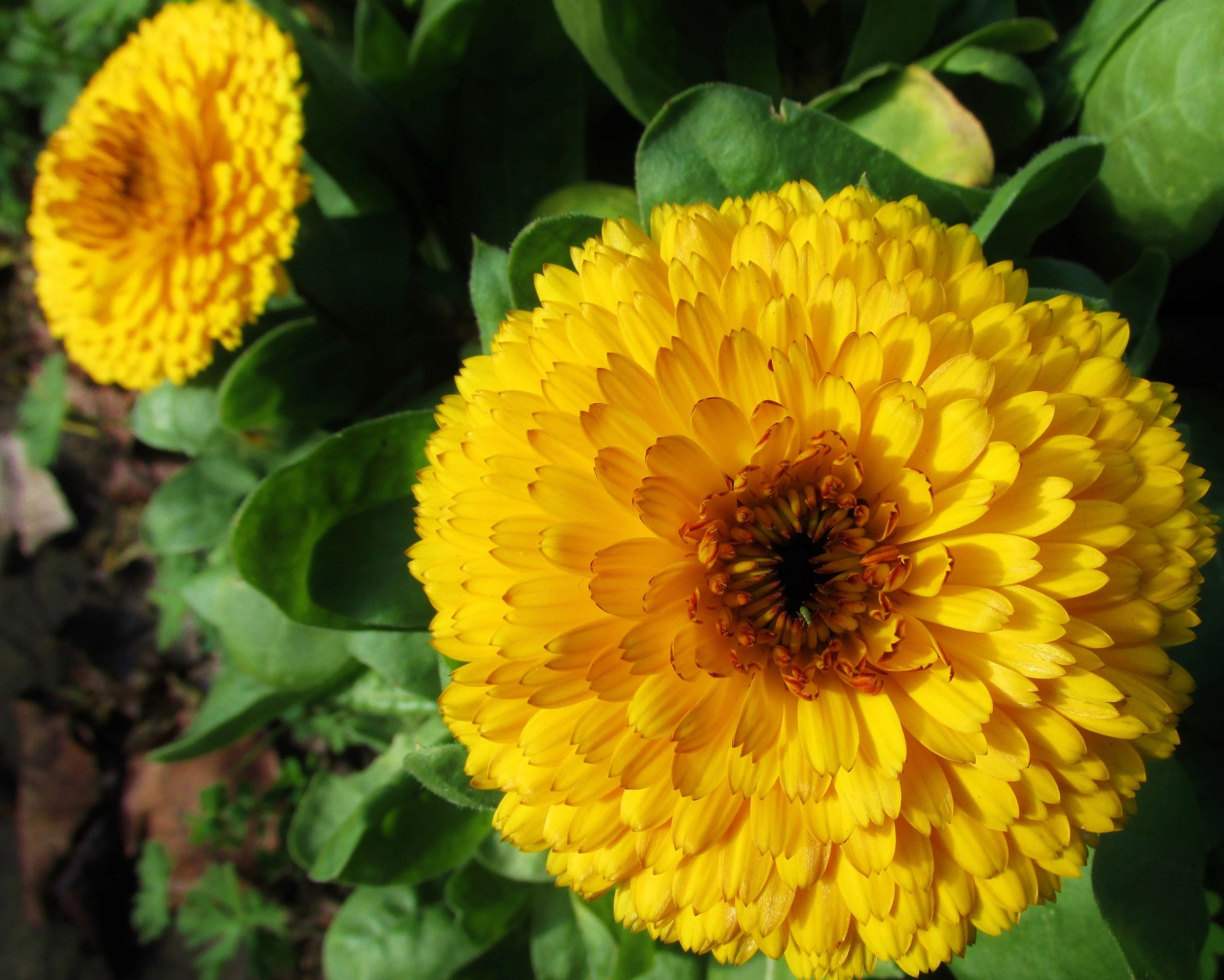 To Fertilize or Not to Fertilize