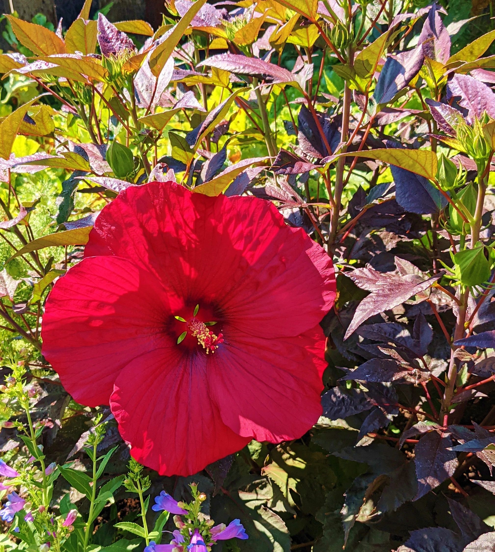 Plants for Summer Color