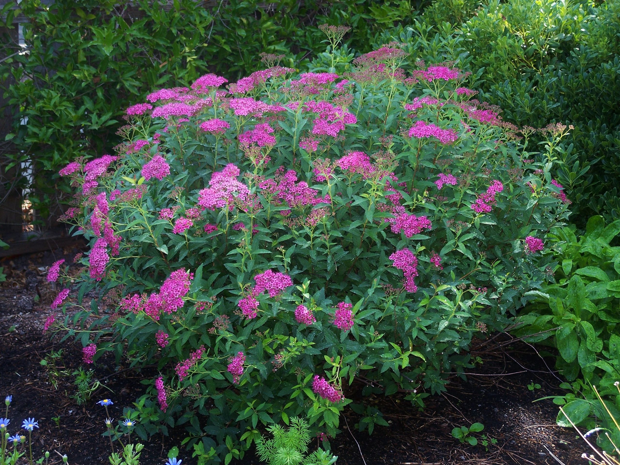 How to Prune Spiraea japonica ‘Anthony Waterer’