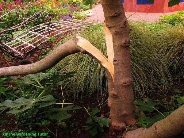 How to Mend a Torn Fruit Tree Branch