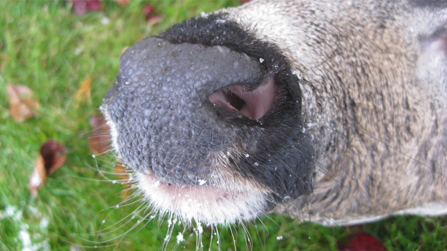 Whitetail Deer Nose