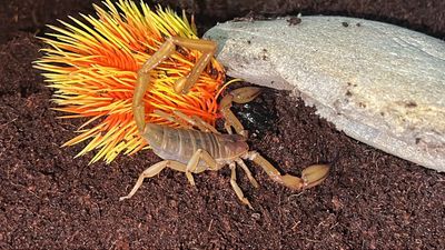 Scorpions | The Pet Den & Reptarium - Supplies for Aquatics, Reptiles ...