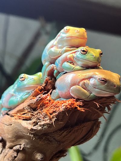 Frogs | The Pet Den & Reptarium - Supplies for Aquatics, Reptiles ...