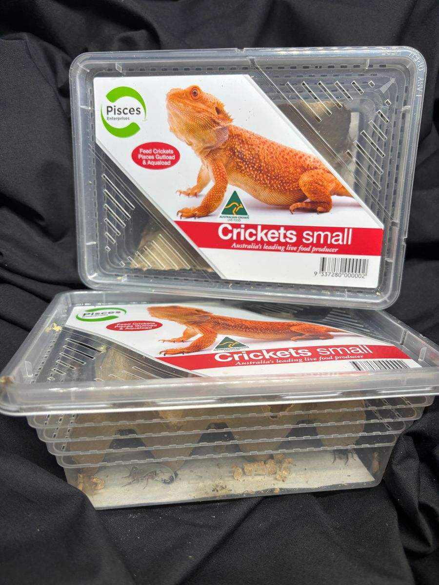 Crickets Small Tub