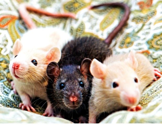 Adult Mice