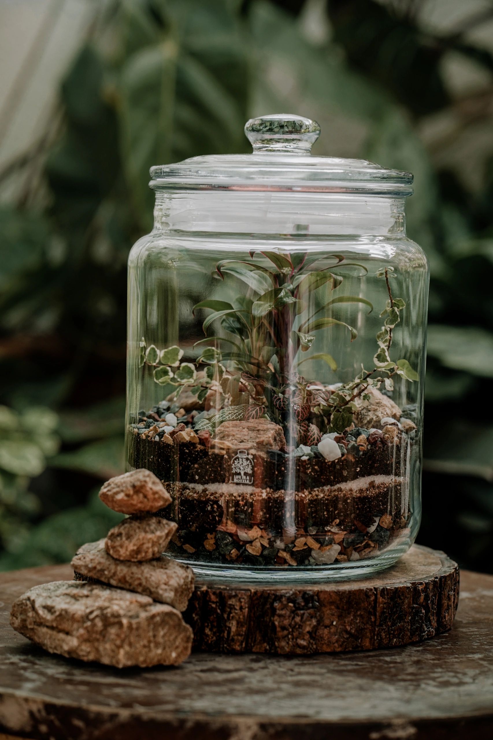 Simplistic and Minimalistic Terrariums - Life in a Bottle
