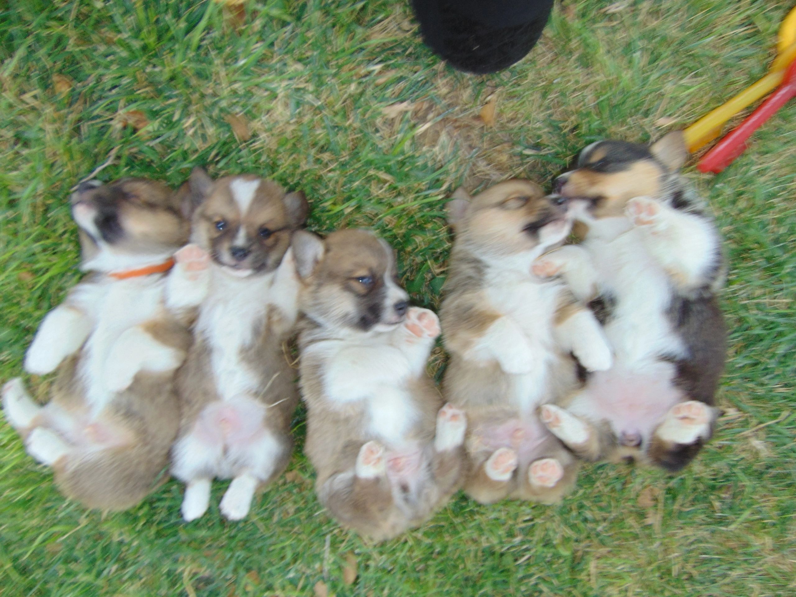 Else Ranch Corgis - Home