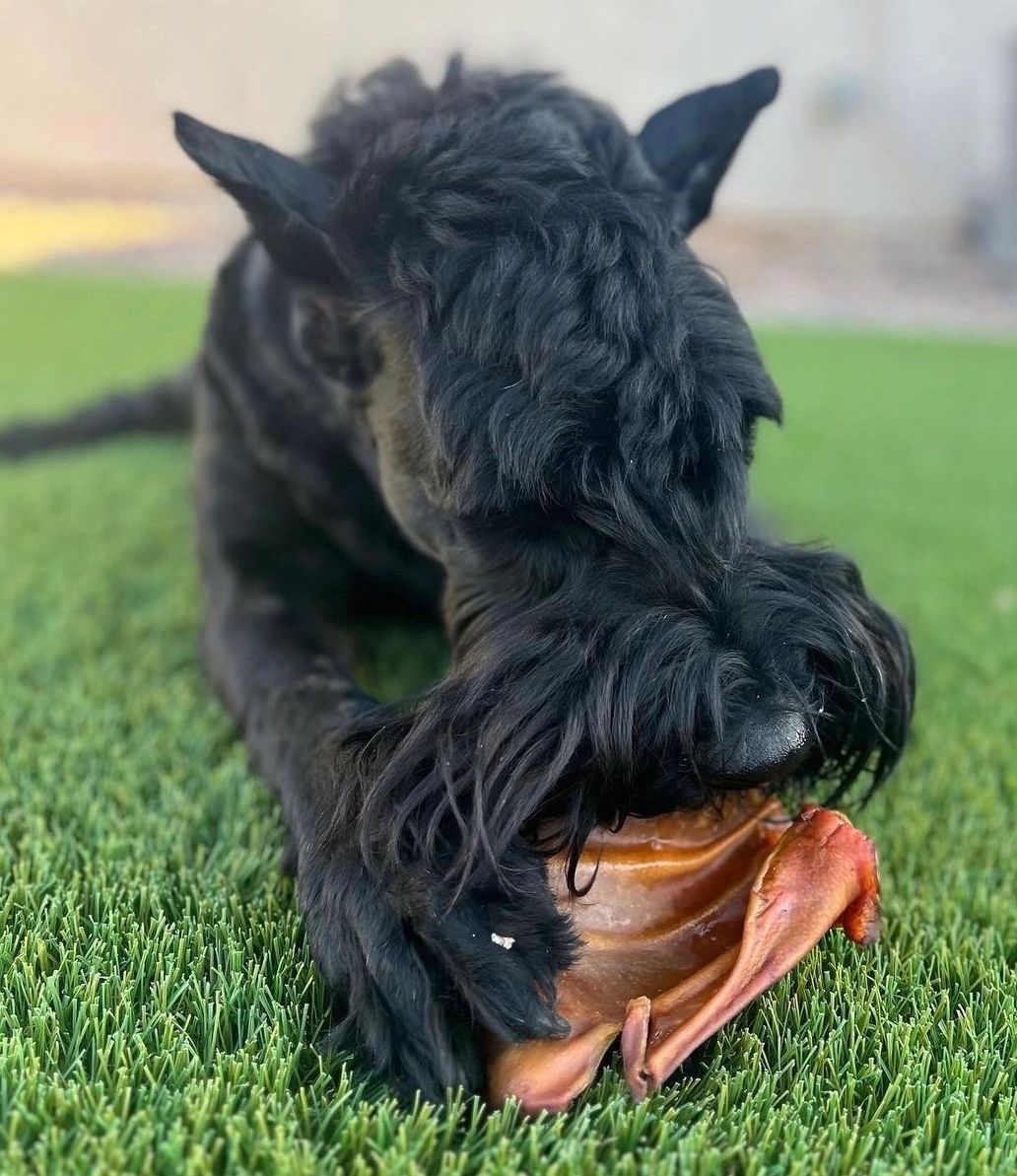 Fresh All Natural Pork Ear