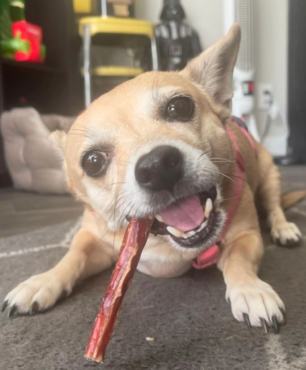 Fresh Smoked Pizzle Tips