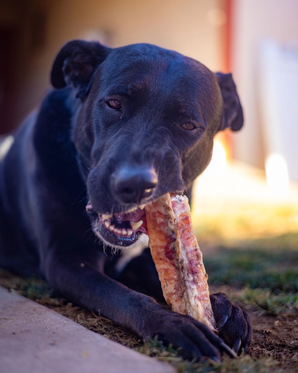 Fresh Smoked Beef Trachea