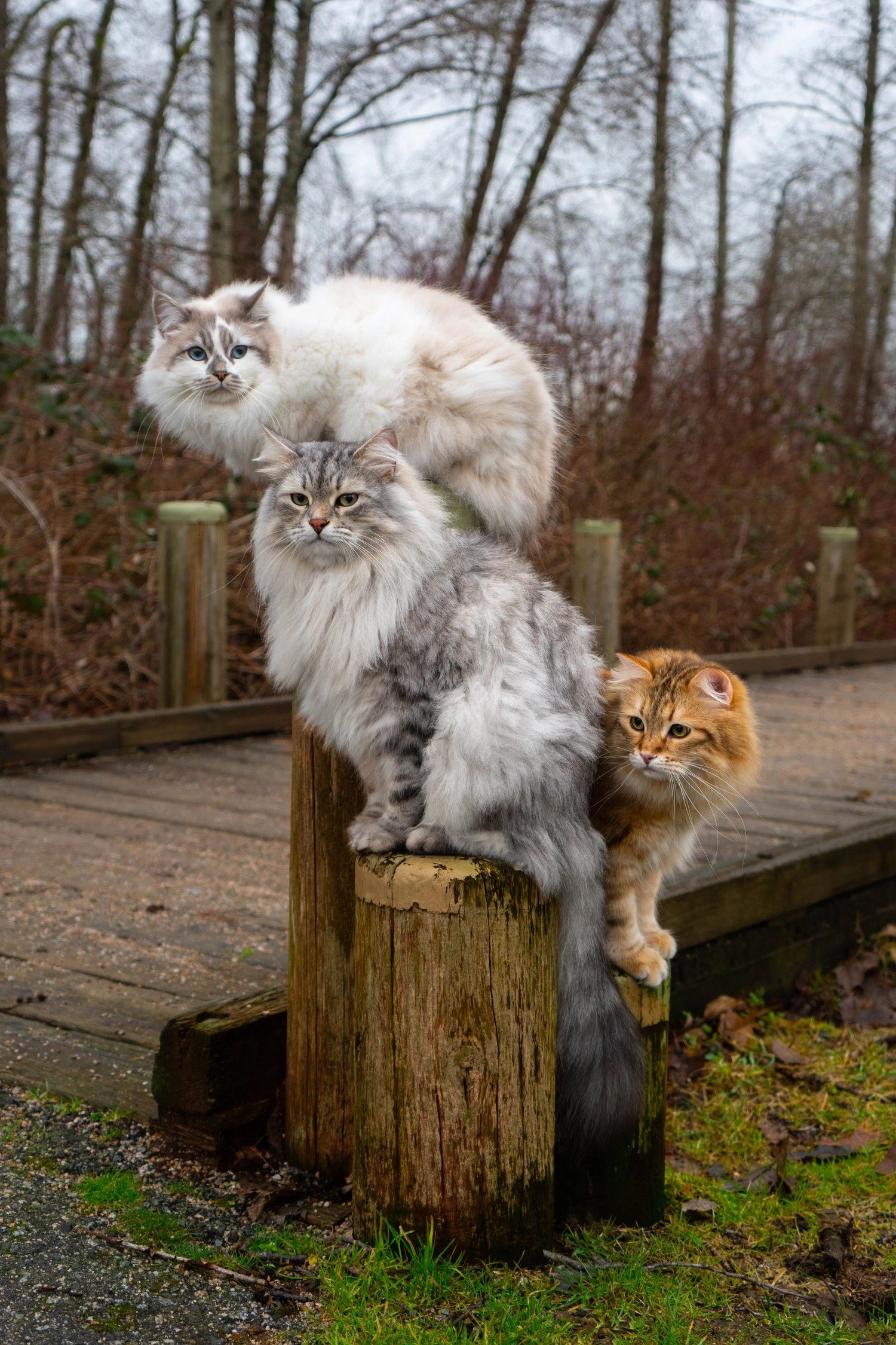 AVAILABLE SIBERIAN KITTEN