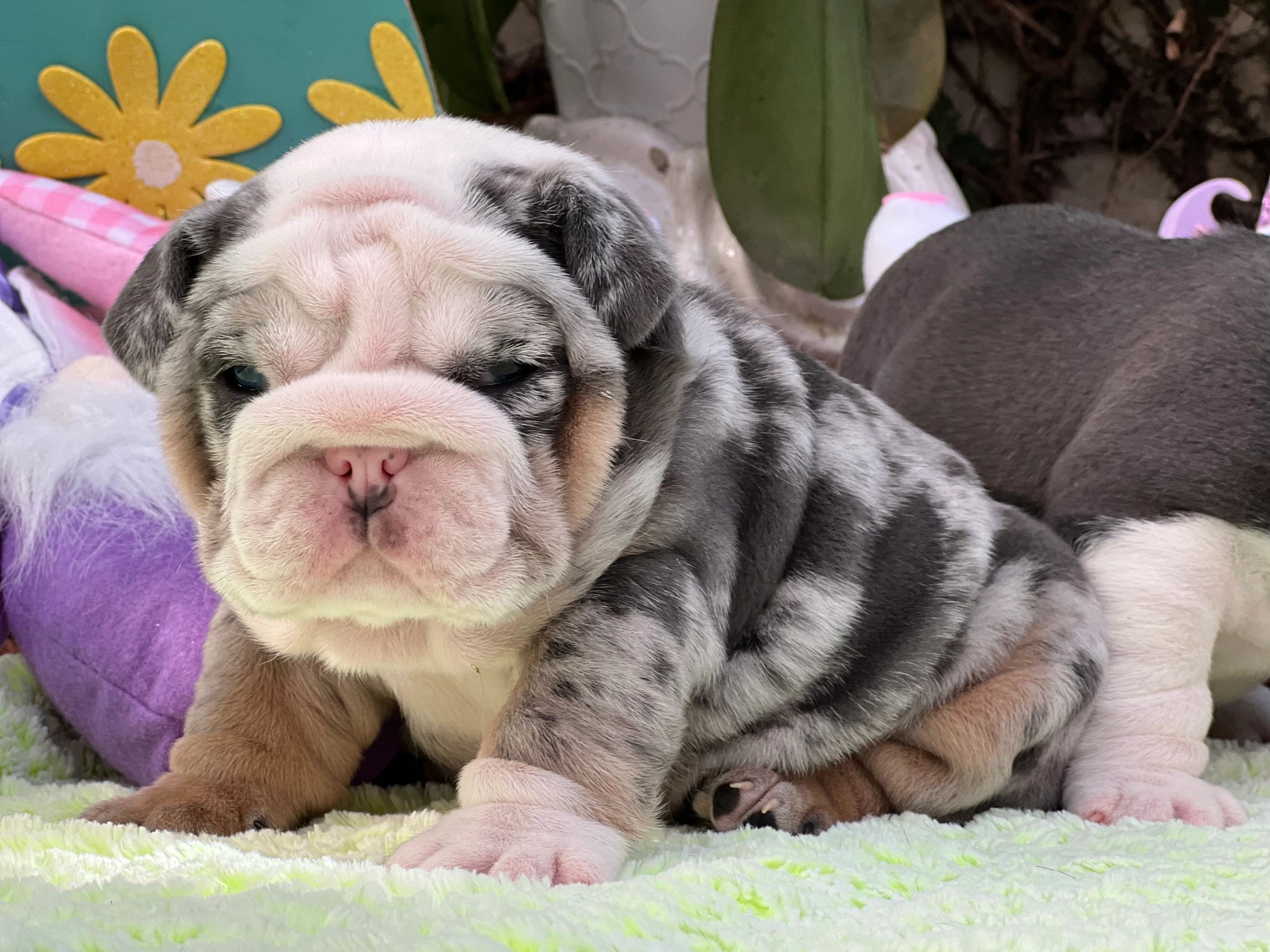 Baby Blue English Bulldogs
