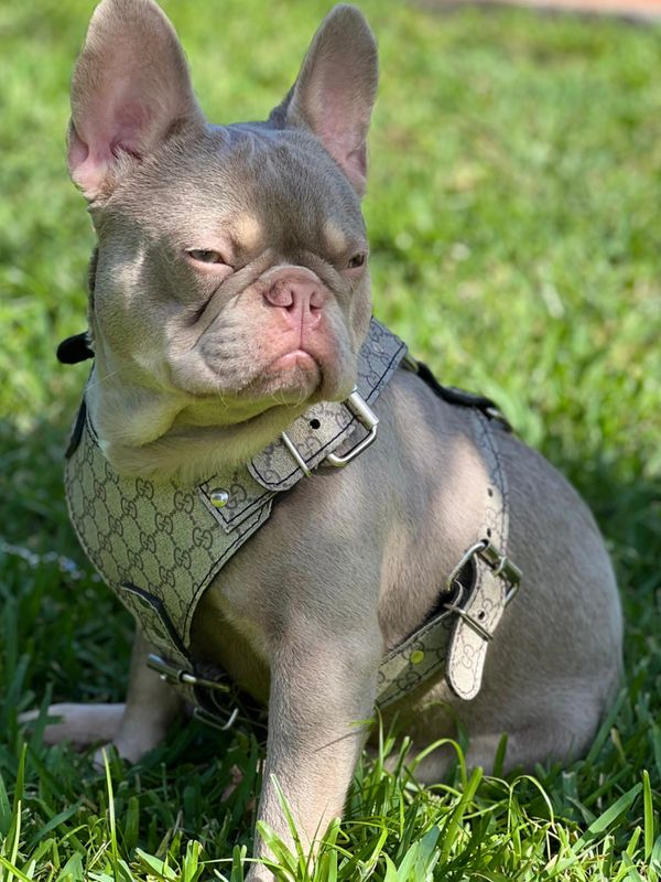 Adorable French Bulldog Lilac and Tan Merle: Meet Your New Best Friend Now!