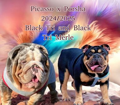 Childs Bulldogs - Puppies for Sale, Enlish Bulldog, Puppies