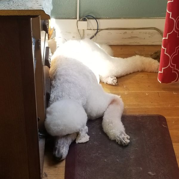 Hot Dogz Pet Spa - Dog Grooming, Pet Grooming, Pet Groomer